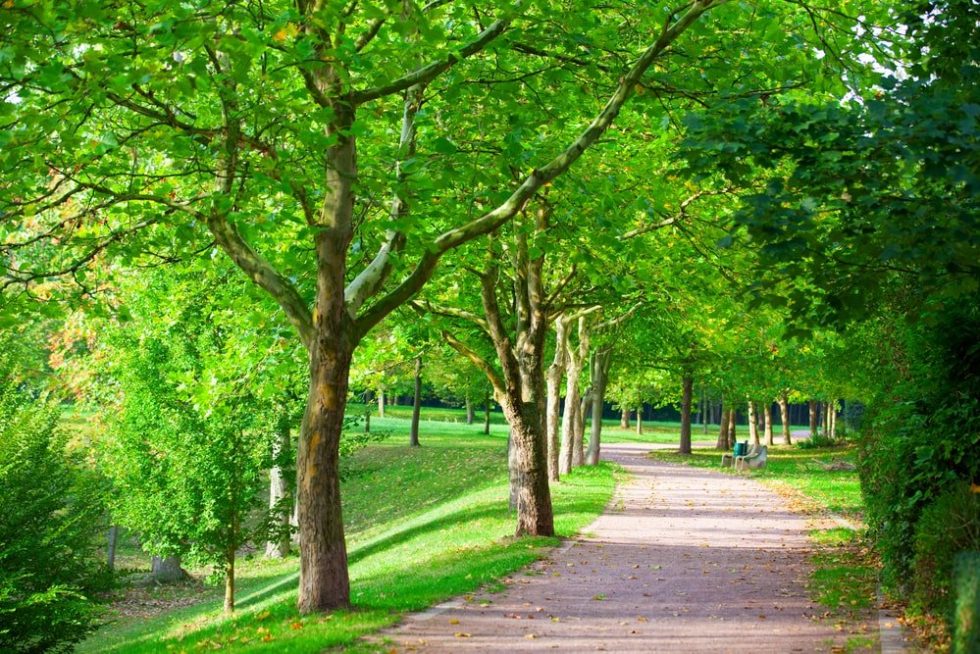 Tree Removal Services – Pinellas Park, FL | Lawn & Tree Salon