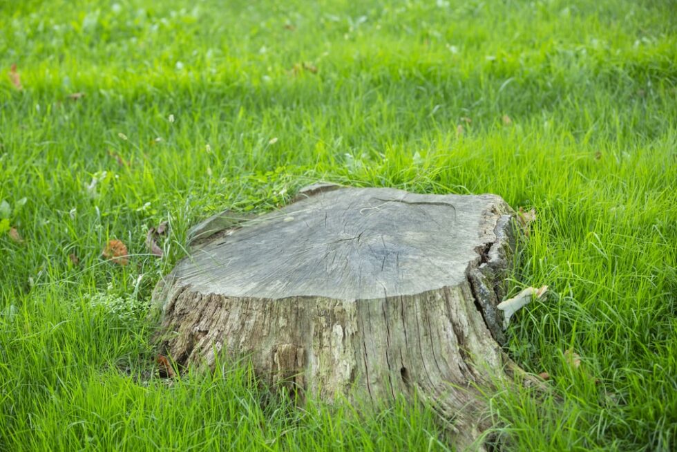 Removing Tree Stumps Safely: Should You Use Chemicals?